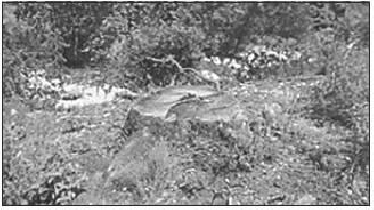 Advocates upset by tree removal - Fredericksburg Standard