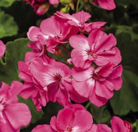 P.E.O. chapter brings back its geranium sale - Fredericksburg Standard