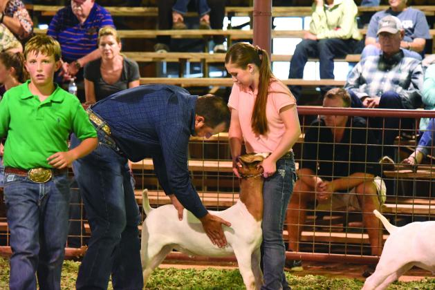 Youth back in livestock show ring