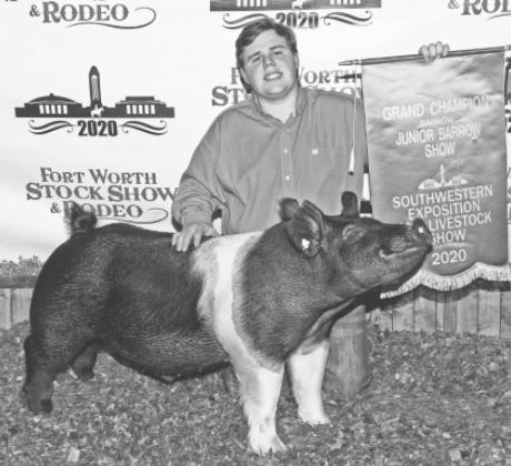 Fort Worth Stock Show Pigs