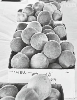 Texas peach crop ‘looking good’ so far - Fredericksburg Standard