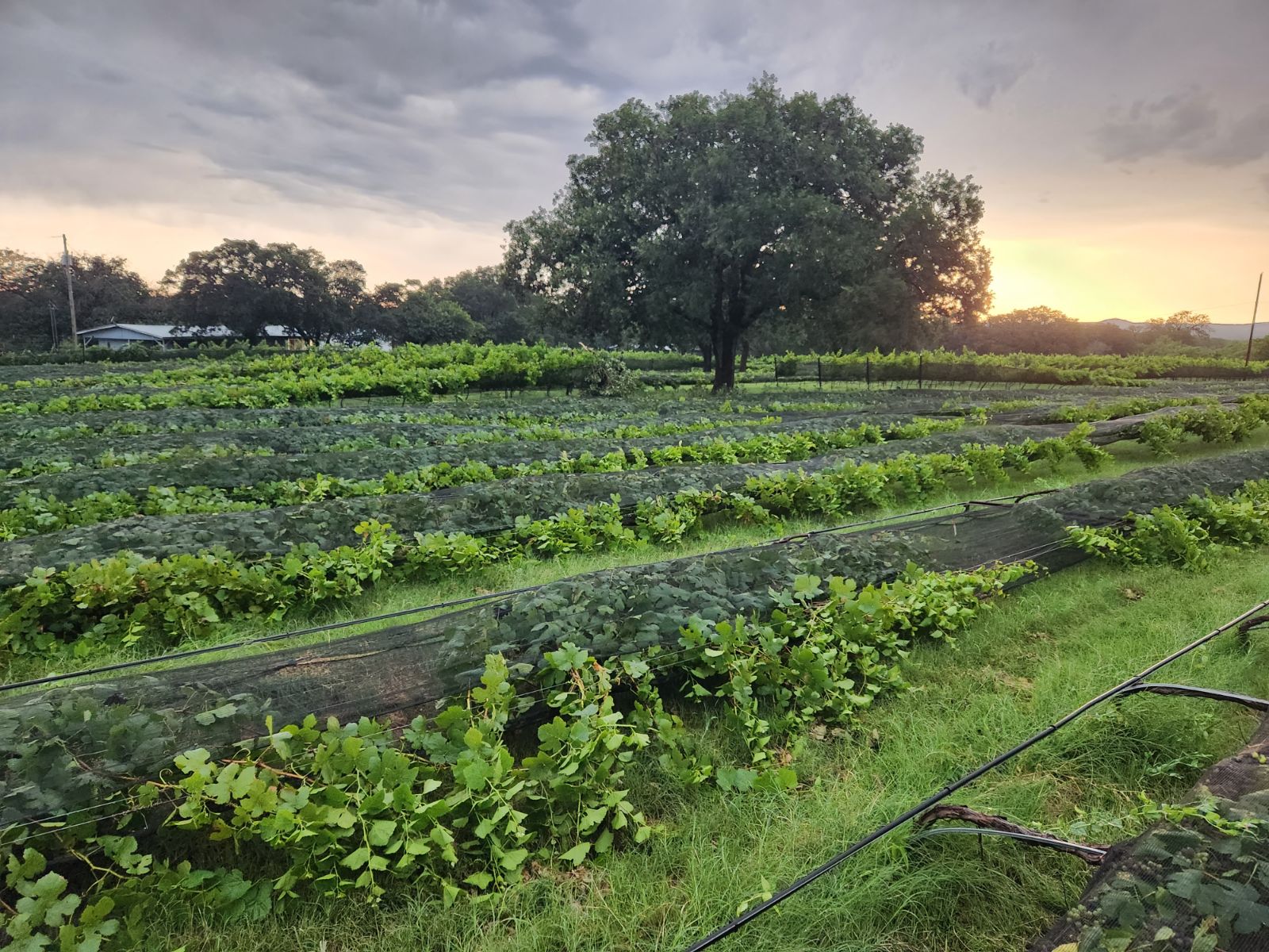 Problems down the vine - Fredericksburg Standard