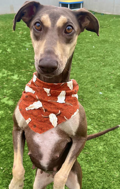 PET OF THE WEEK - Fredericksburg Standard