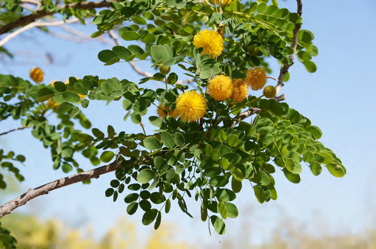 Goldenball Leadtree: A small tree to plant now - Fredericksburg Standard