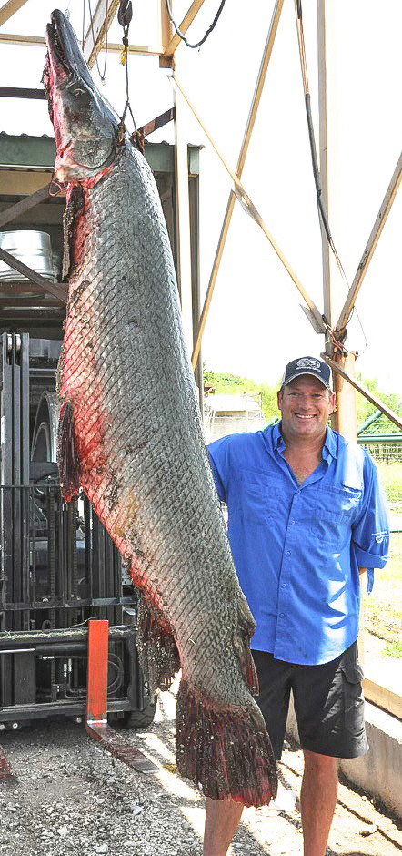 Alligator gar scares the carp out of fisherman - Fredericksburg Standard