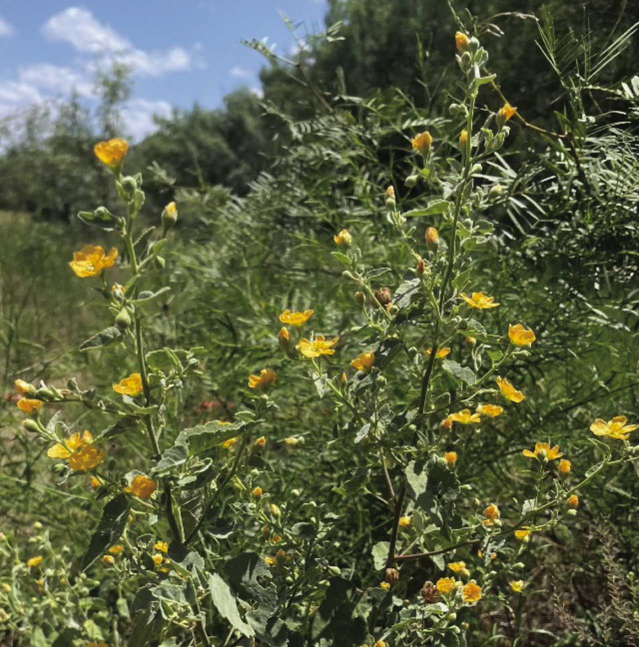 Gillespie Life Archives - Fredericksburg Standard