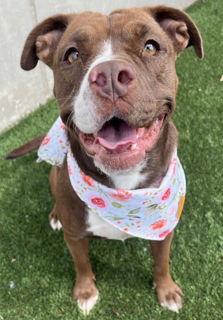 Delightful, darling Darcy - Fredericksburg Standard