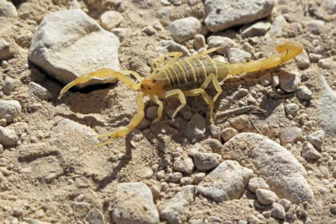 How to spot scorpion sting signs - Fredericksburg Standard