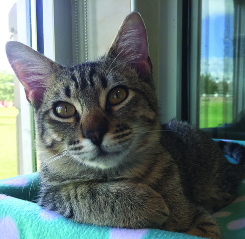 Meet furry feline Fritz - Fredericksburg Standard