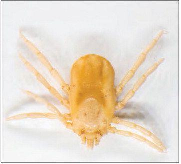 Breakthrough could revolutionize tick control - Fredericksburg Standard