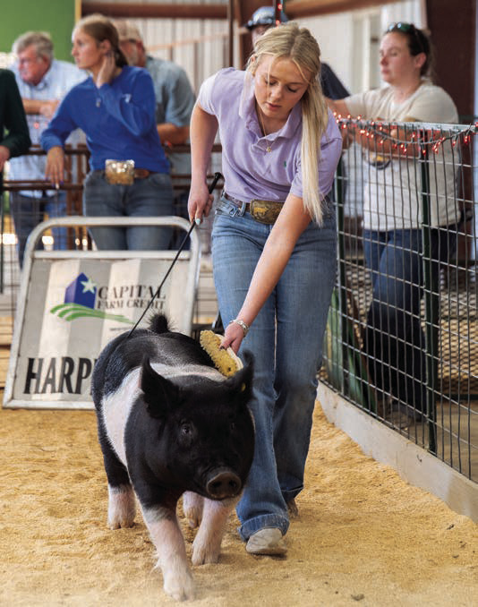 CATTLE - Fredericksburg Standard