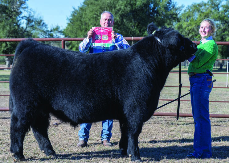 CATTLE - Fredericksburg Standard