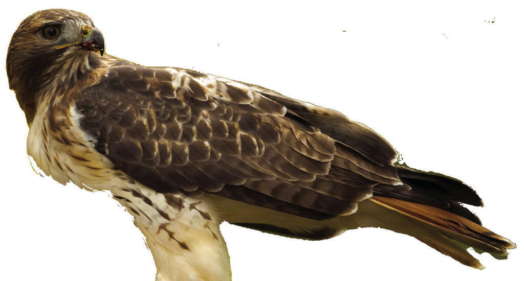 LETTERS TO THE EDITOR - Fredericksburg Standard